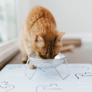 Americat Company 10% Off For Mammoth Nation Members