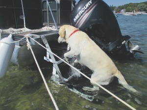 The Pet Loader 10% Off - Mammoth Nation Members get great Discounts ...