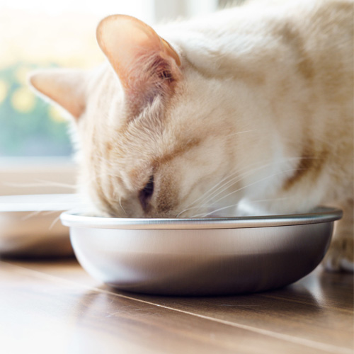 Americat Company Discount Code - 10% Off | Mammoth Nation