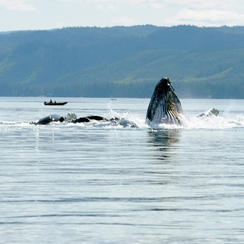 Whale Point Cabins 10% Off - Mammoth Nation Members get great Discounts ...