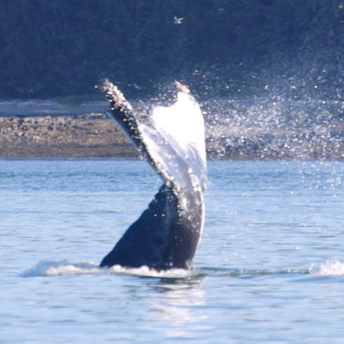 Whale Point Cabins 10% Off - Mammoth Nation Members get great Discounts ...